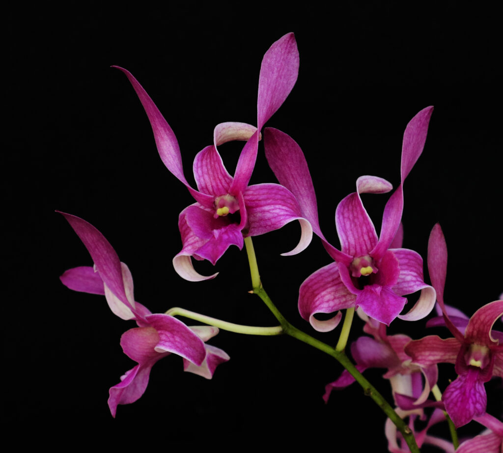 American Orchid Society Judging - Flamingo Gardens