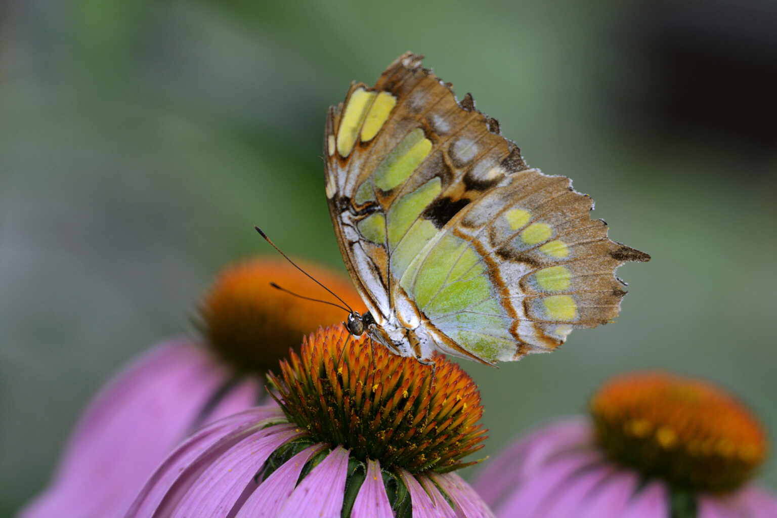 NEW BUTTERFLY CONSERVATORY - Flamingo Gardens