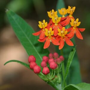The Host Plants for 12+ Native Butterflies - Flamingo Gardens