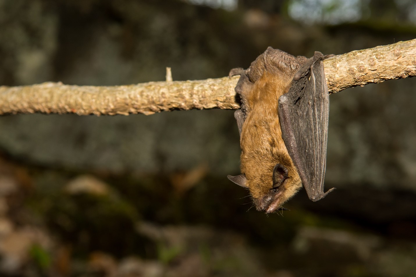 The Truth About Bats - Flamingo Gardens